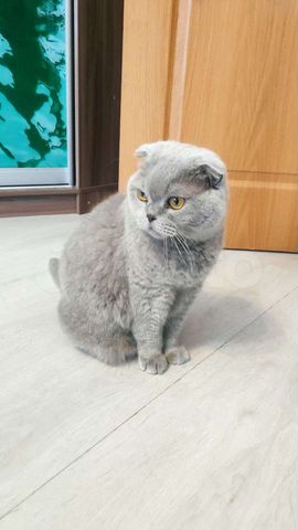 Шотландская вислоухая и британец