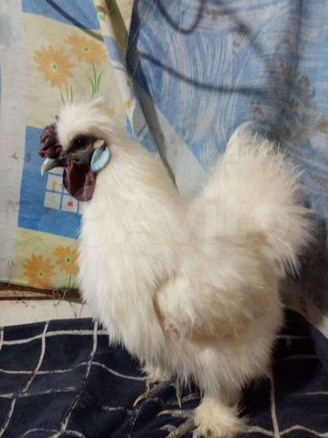 Инкубационное яйцо Китайских шолковых кур