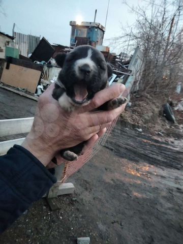 Собака в добрые руки щенок