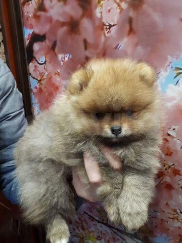 Шпице мишка