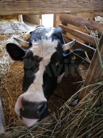 Коровы дойные