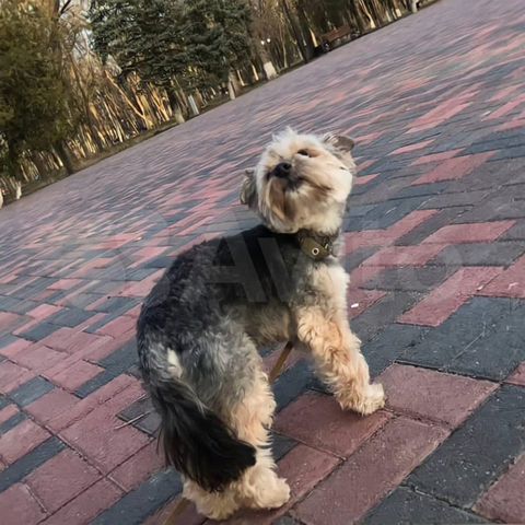 Йоркширский терьер вязка стандарт