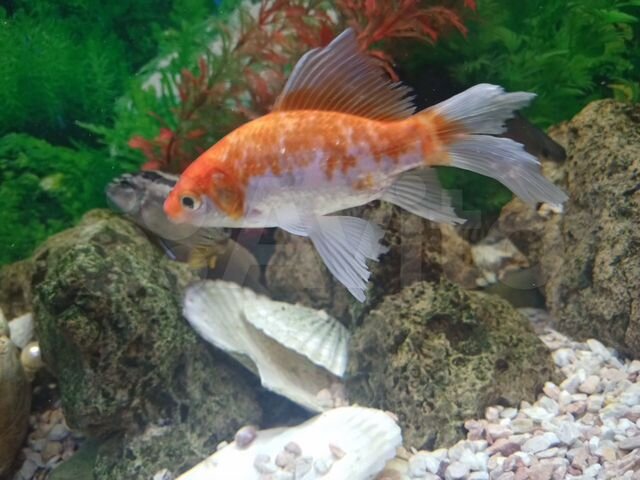 Золотая рыбка "Комета"