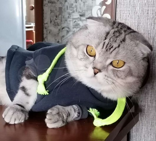 Приглашаем кошечку на вязку