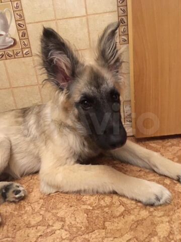 Щенок, девочка, метис овчарки