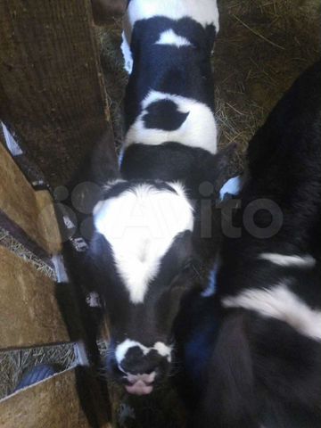 Бычок голштин чистокровный