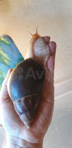 Улитки ахатины