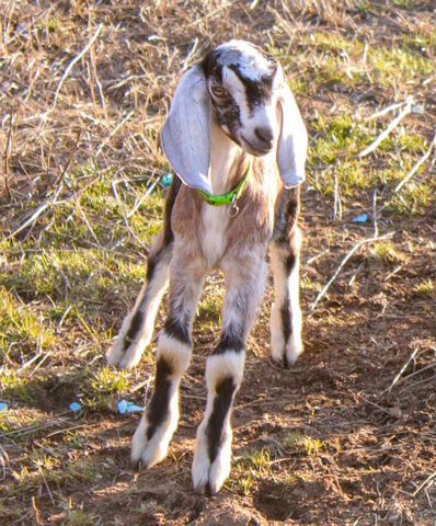 Нубийский козлик