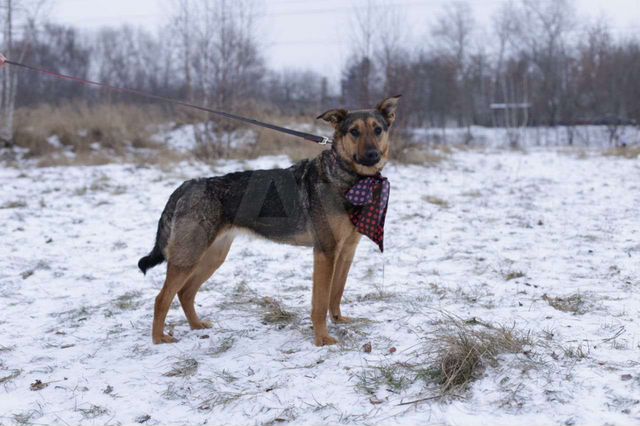 Очень добрая девочка Помета