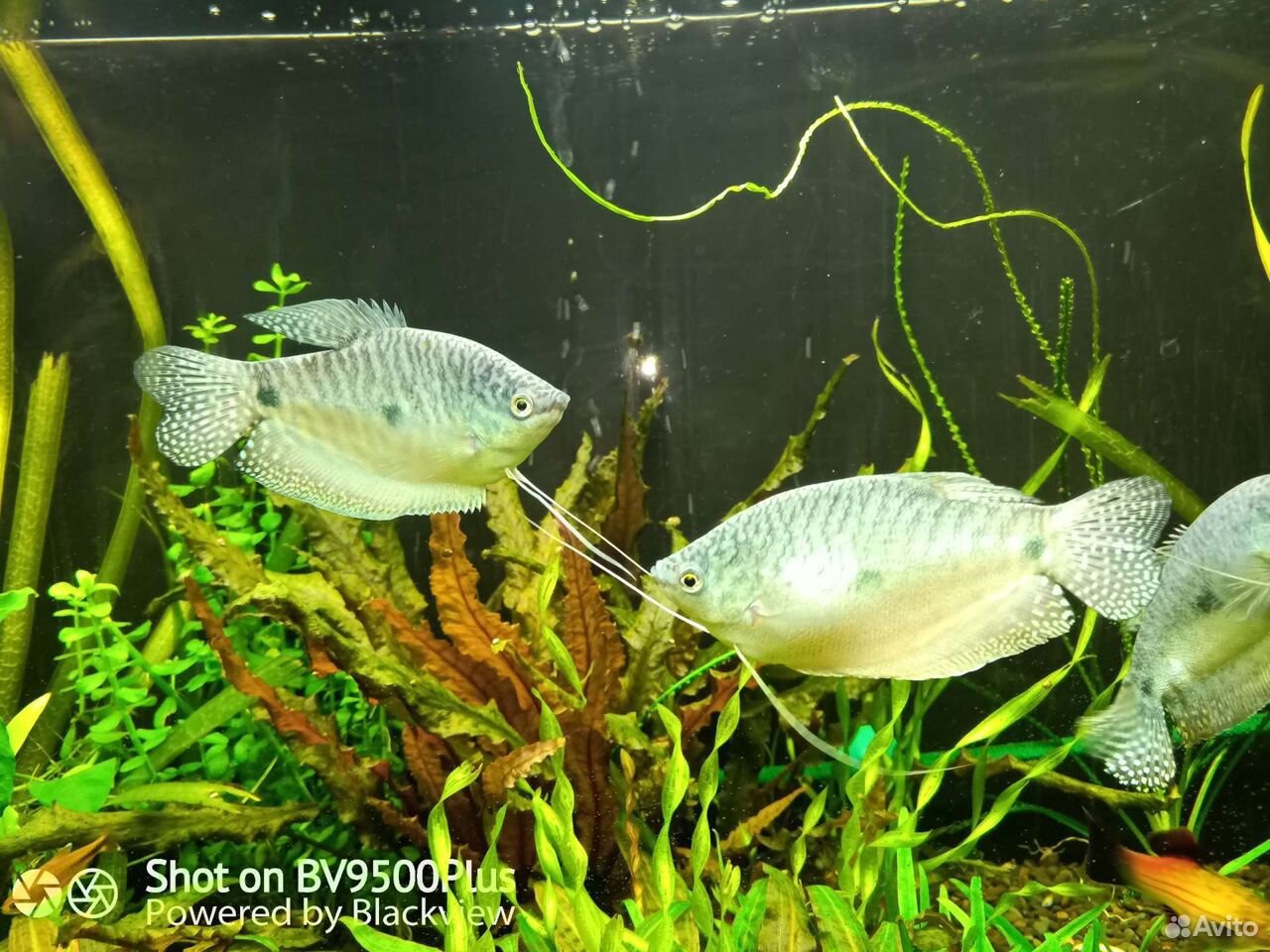 Мраморные гурами