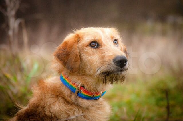 Мика ищет дом