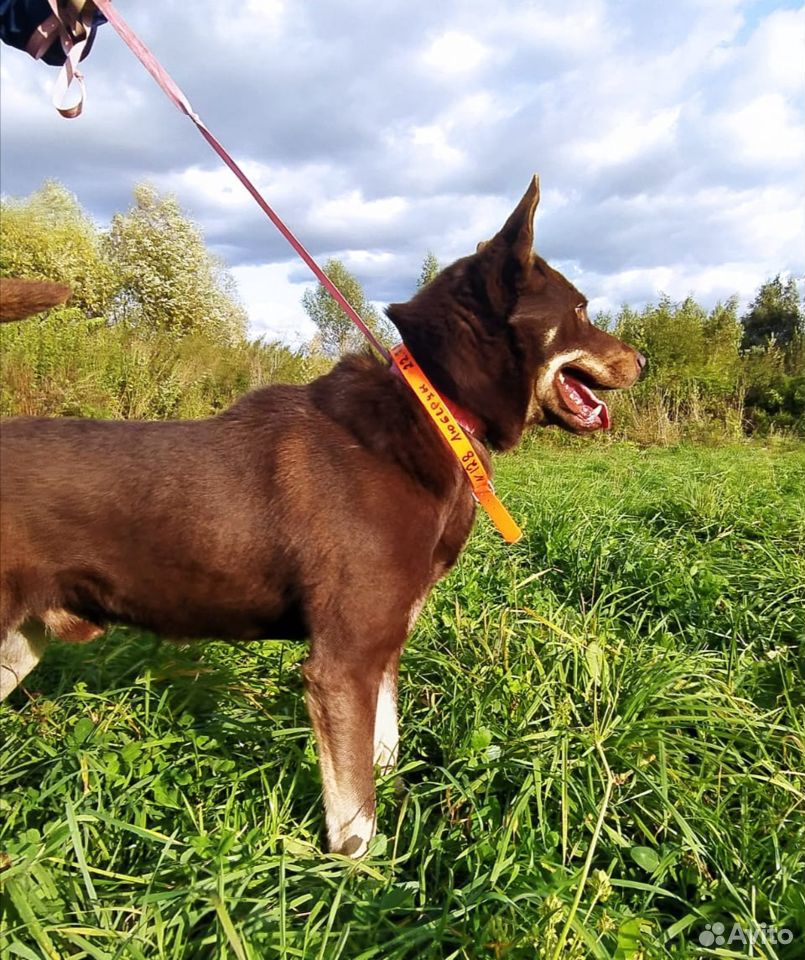 Вольт ищет дом