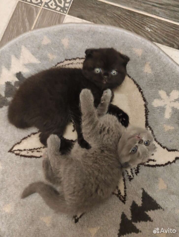 Плюшевые вислоухие медвежата