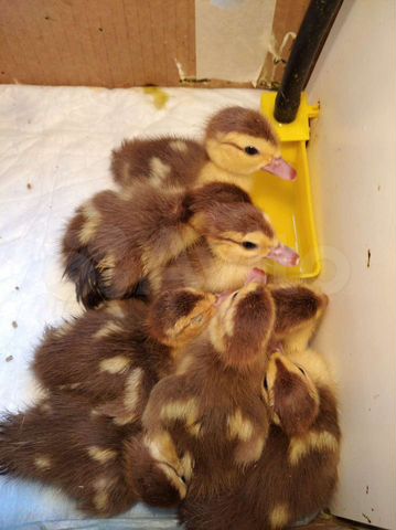 Утята суточные (индоутки)
