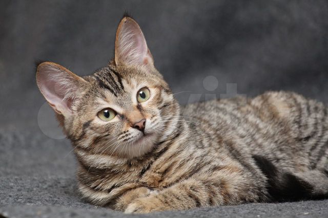 Котенок Маня