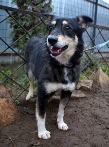 Умница Клепа ищет дом