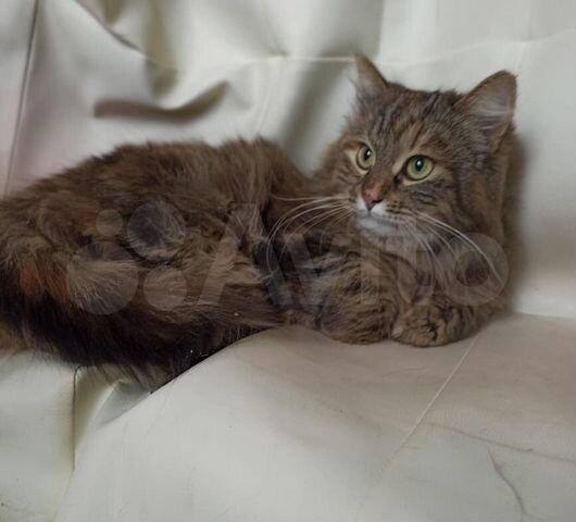 Василиса- самая ласковая Кошка