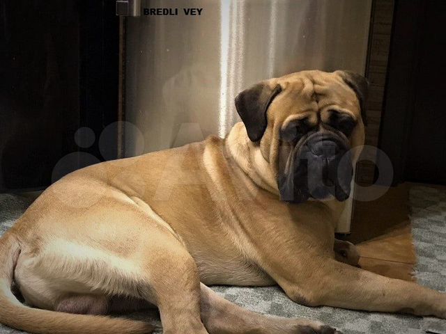 Палевый кобель бульмастифа для вязки