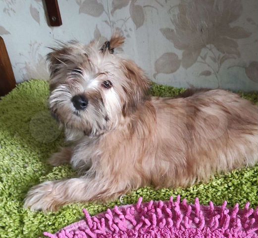 Голддаст Йорк