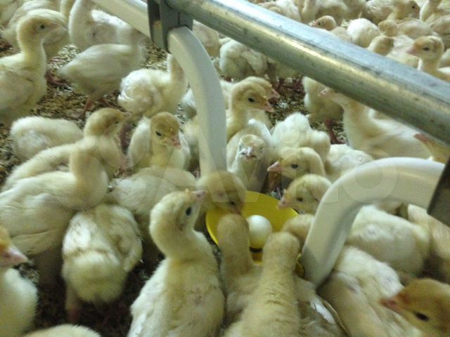 Цыплята, живая птица