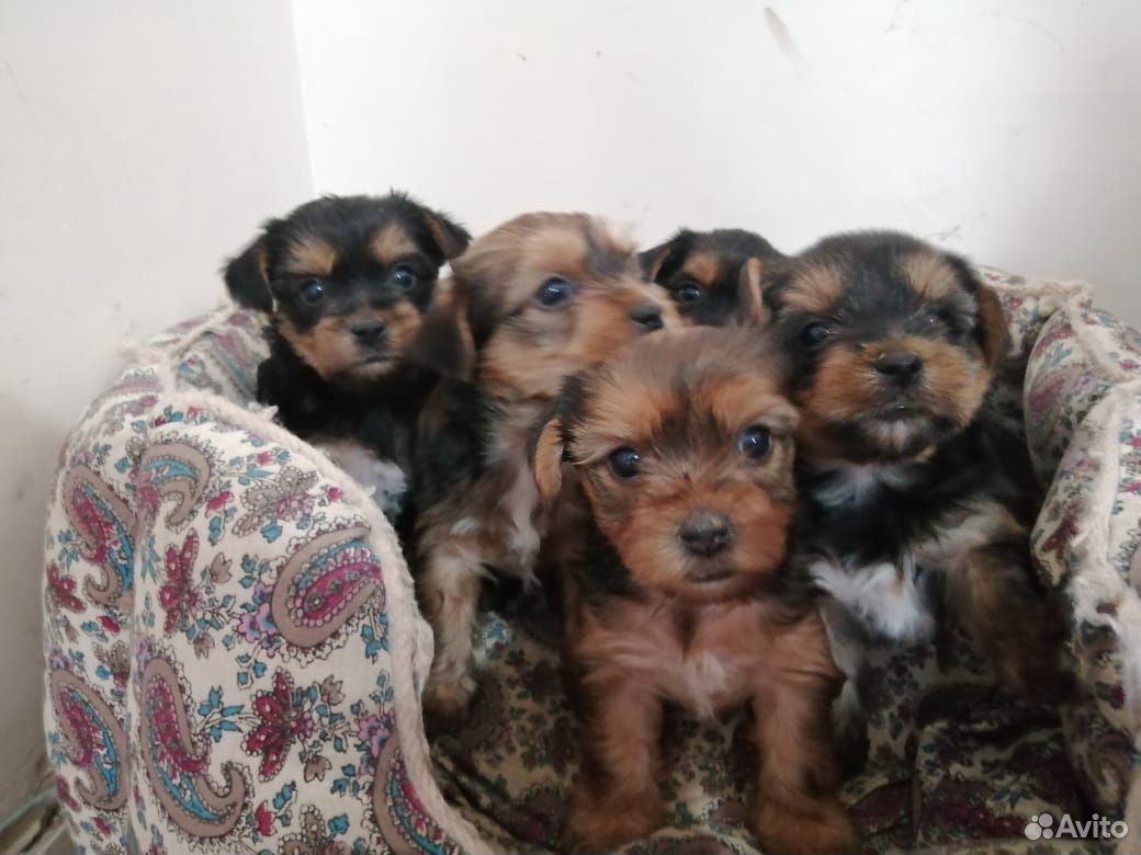 Йоркширский терьер