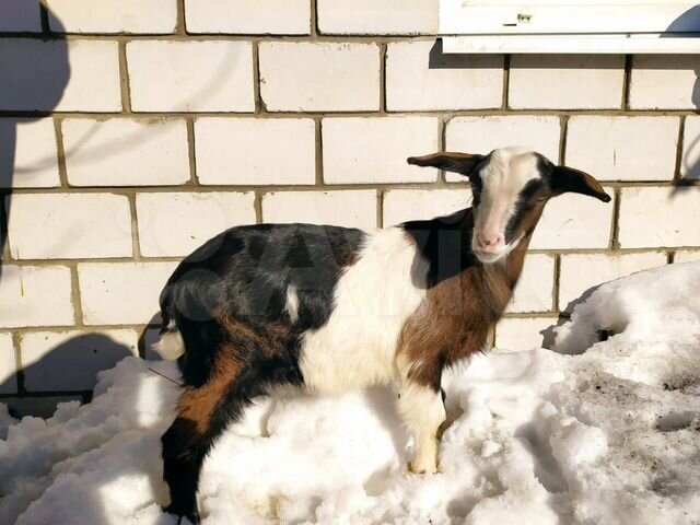 Козленок, козел, продам козленка