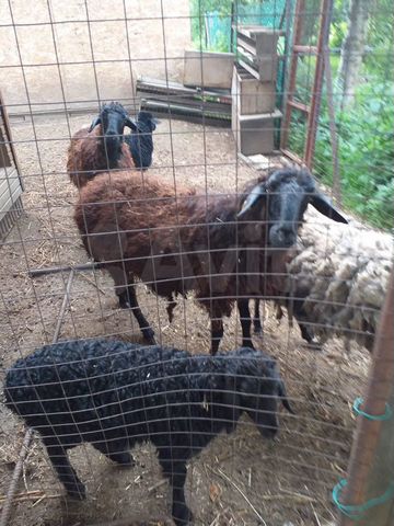 Катумские бараны, Овцы Эдильбай