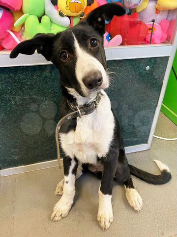 Щенок Чарли 5 мес ищет семью