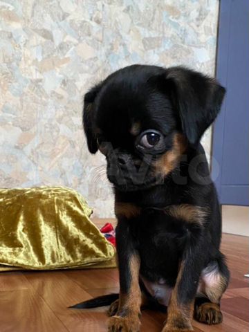 Щенок. Пти-брабансон. Мальчик