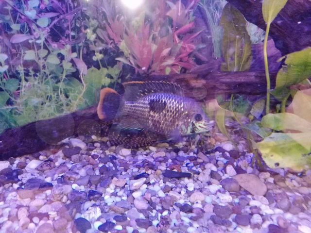 Бирюзовая акара