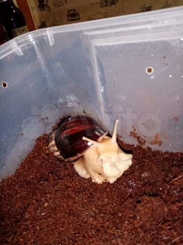 Улитки ахатины бесплатно вместе с контейнером