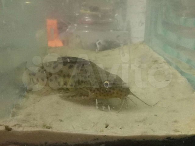 Синодонтис перевертыш