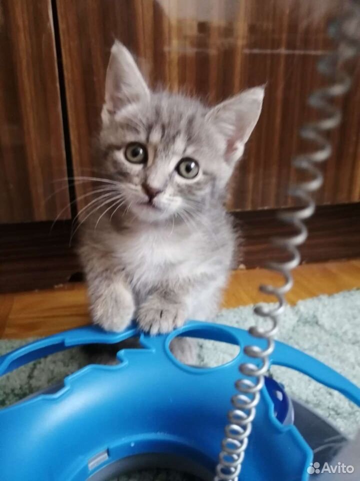 Трогательная Ириска в дар