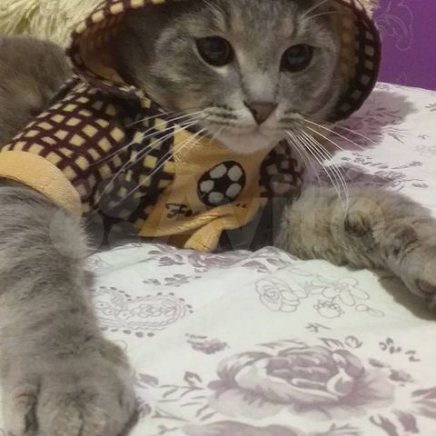 Кот