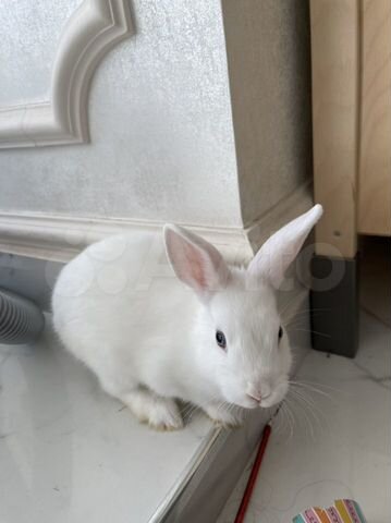 Царские кролики Гермелины