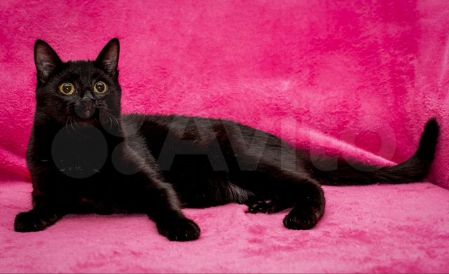 Молодой котик Уголек)