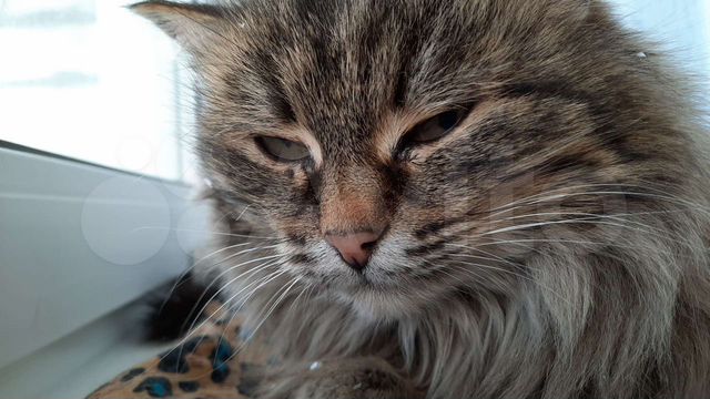 Сибирская кошка