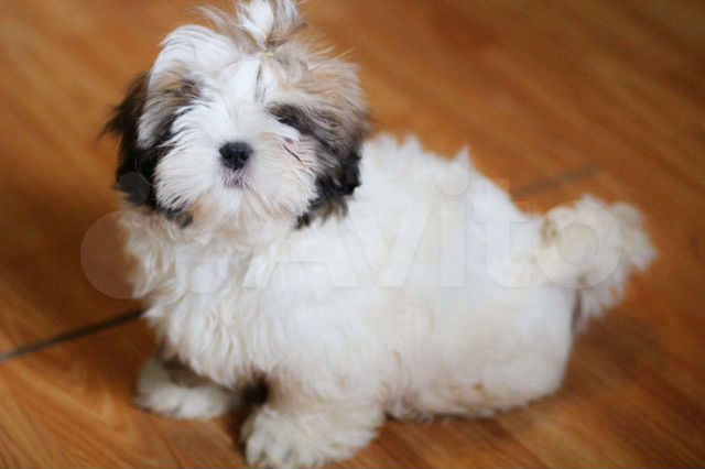 Беленький Моння:)