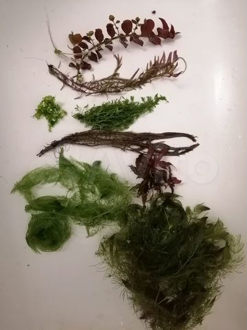 Прополка аквариумных растений