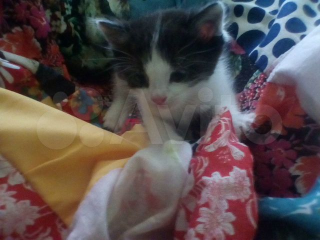 Котик от домашней кошки