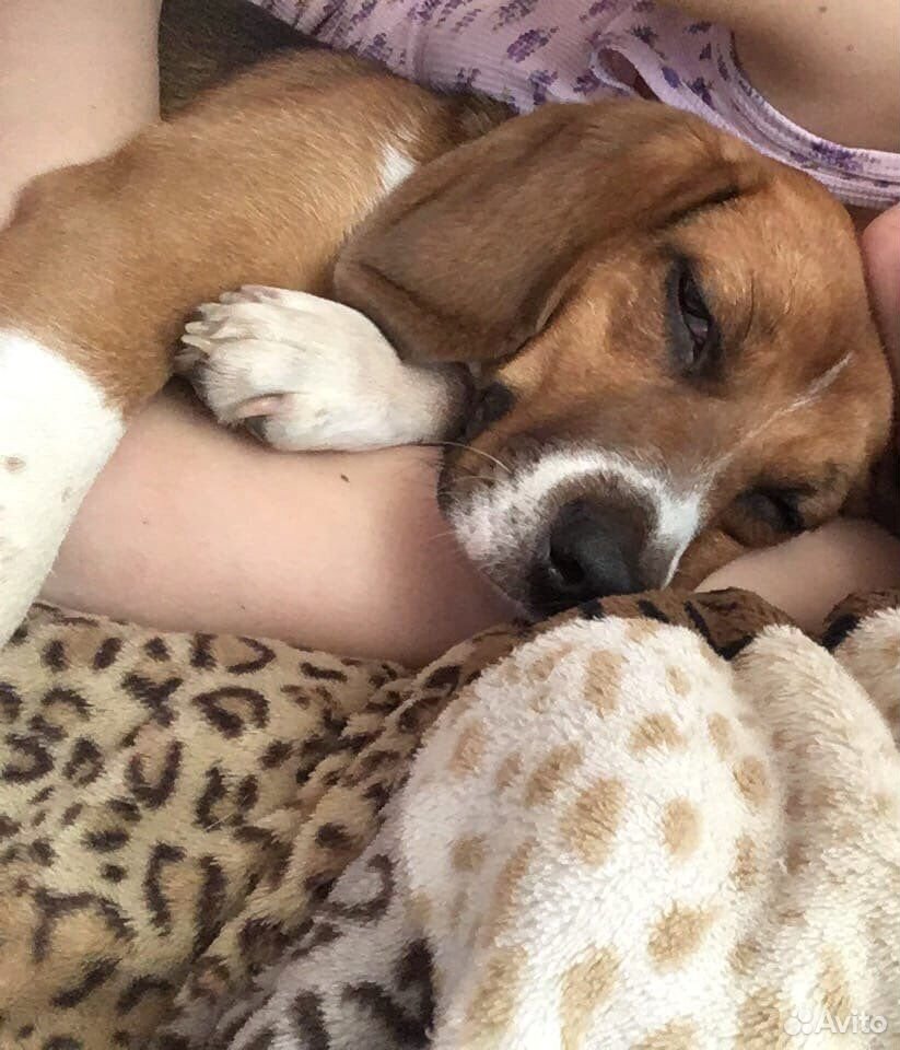 Бигль Собака