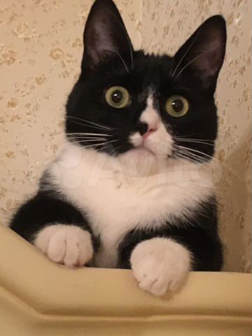 Крутая ласковая девочка Твигги 1,5 года ищет дом