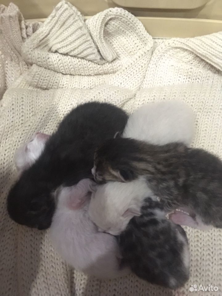 Котята остались одни, помогите