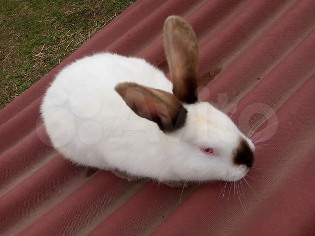 Калифорнийские кролики