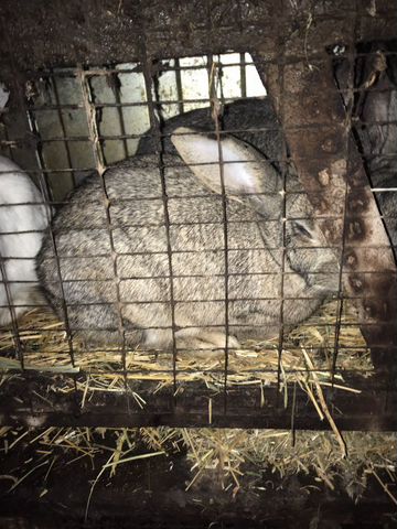 Продам крольчих, 3-4 месячных крольчат, кролов на