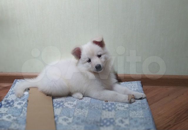 Белый пушистый овчаренок