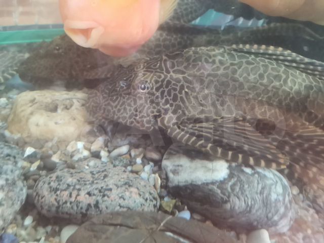 Сомы парчевые