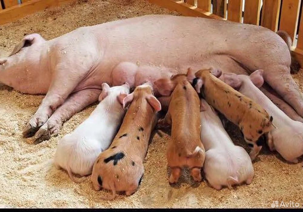 Свиноматки супоросные