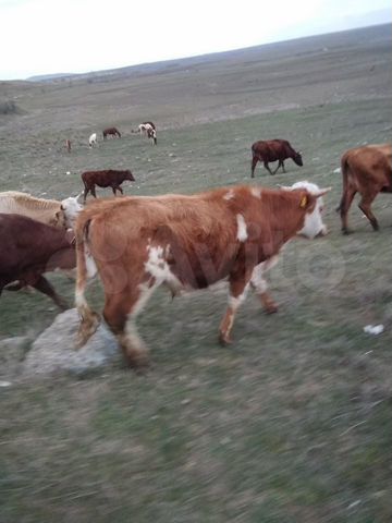 Быки на племя