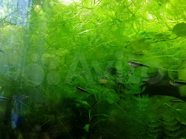 Моллинезии чёрные,роголистник,пистия